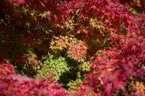 11 Special Trees for Your Alabama Landscape | Plant Something Alabama