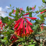 7 Climbing Vines and Very Good Reasons to Plant Them | Plant Something ...