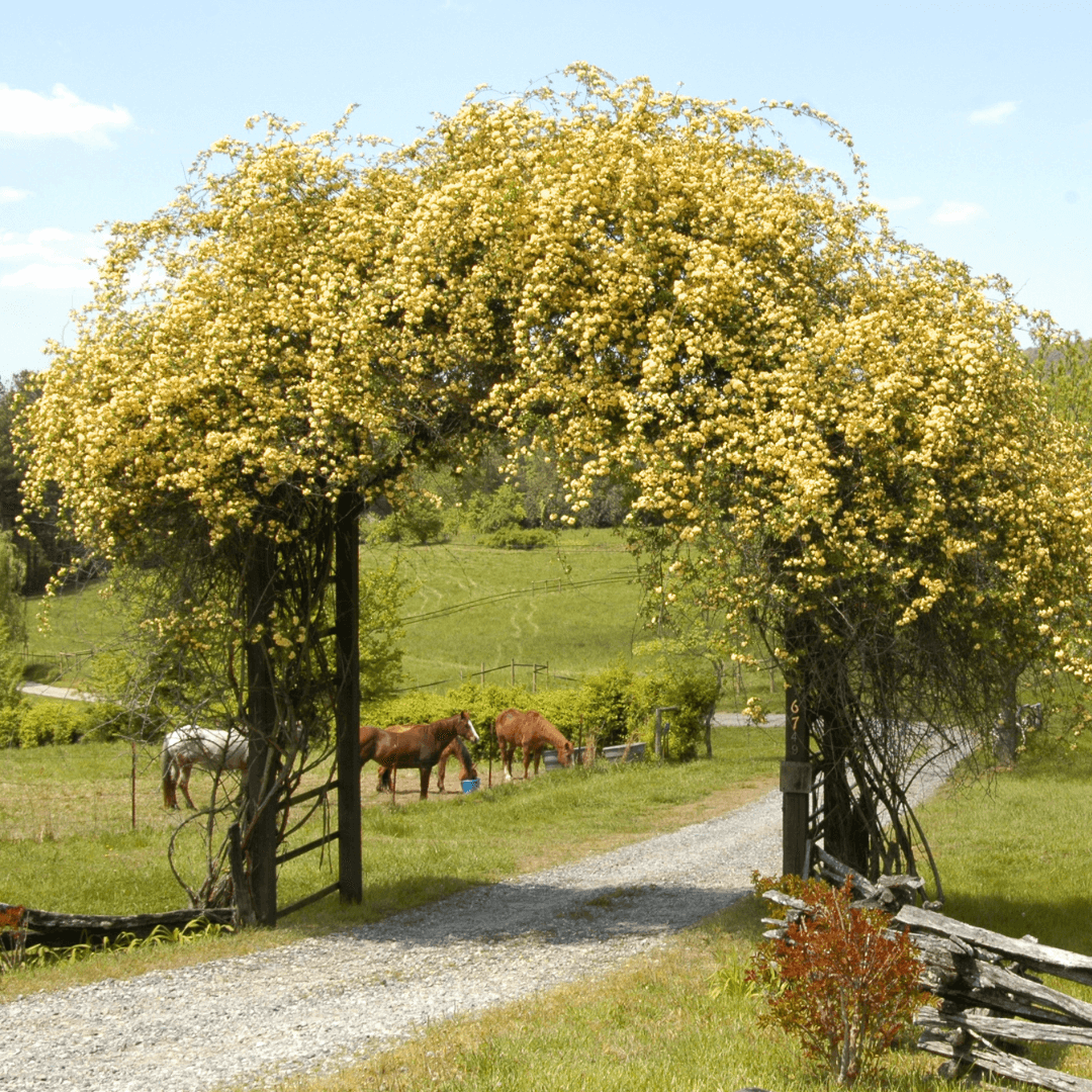 7 Climbing Vines and Very Good Reasons to Plant Them | Plant Something ...