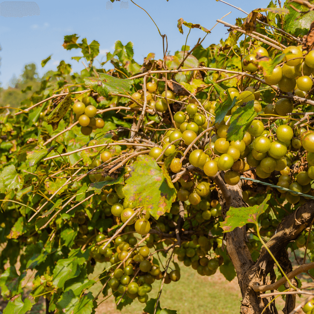 7 Climbing Vines and Very Good Reasons to Plant Them | Plant Something ...